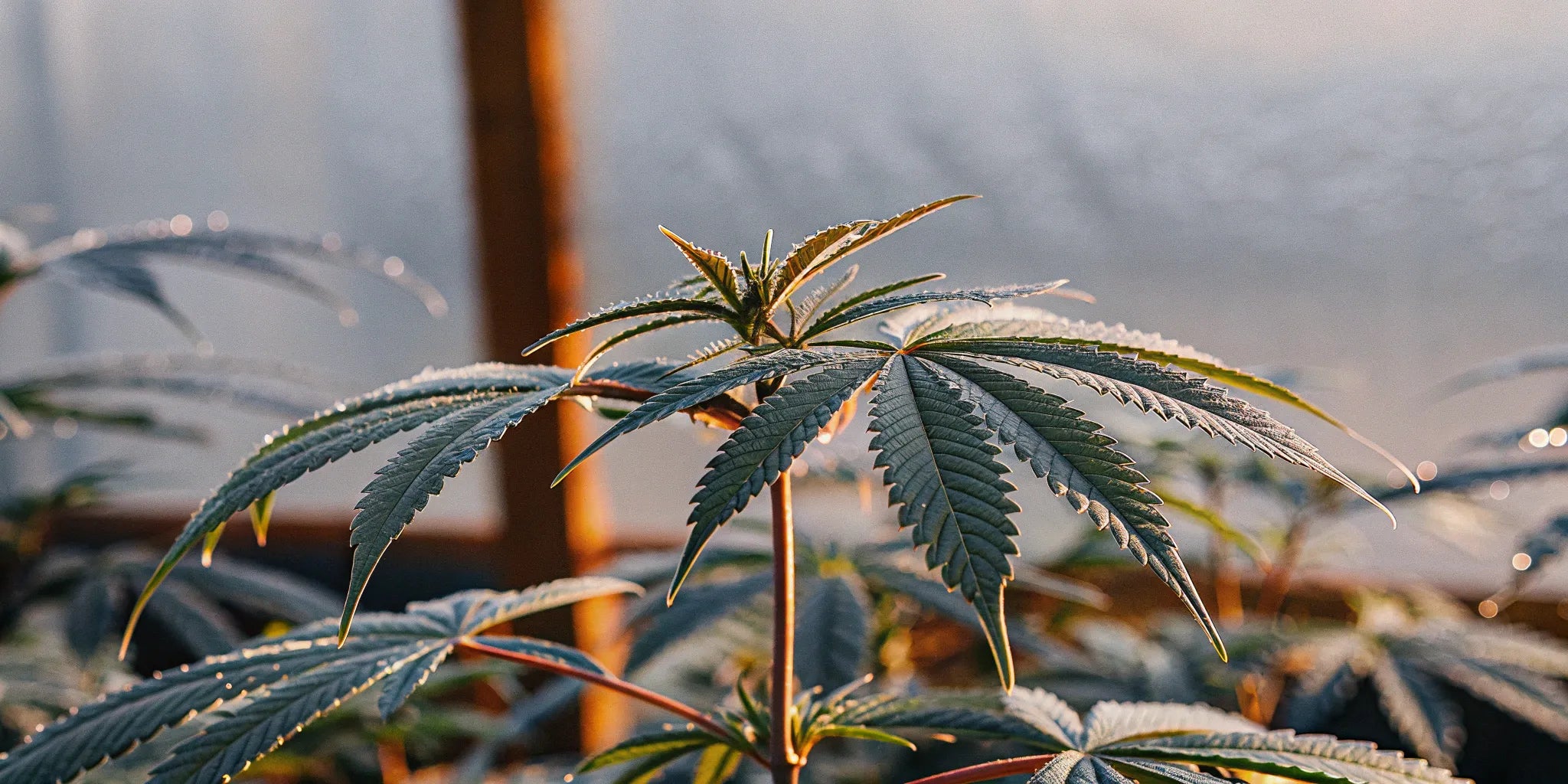 What is CBG? The 'Mother' Cannabinoid Explained – Flora Sophia Botanicals